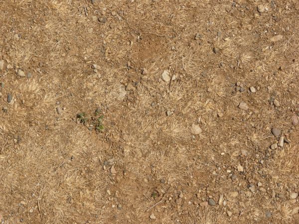 thick brown grass texture 0017 - Texturelib